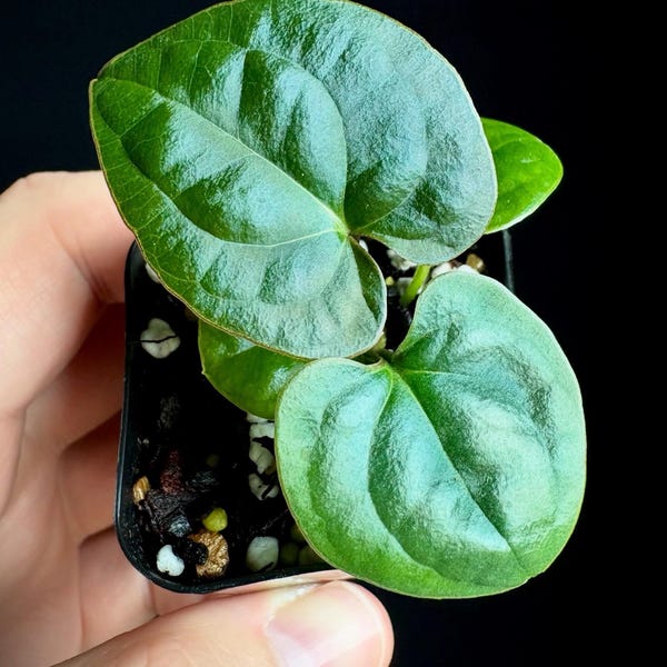 Doc Block Brielle X Zara)(donor) X Besseae Aff Dark Form (mother ...