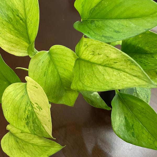 Starter Plant Thanksgiving/ Holiday Cactus "limelight Dancer" in a 3 ...