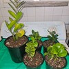 Hoya Cv. Chouke Full & Trailing Live Plant in 4 Hanging Basket - Etsy