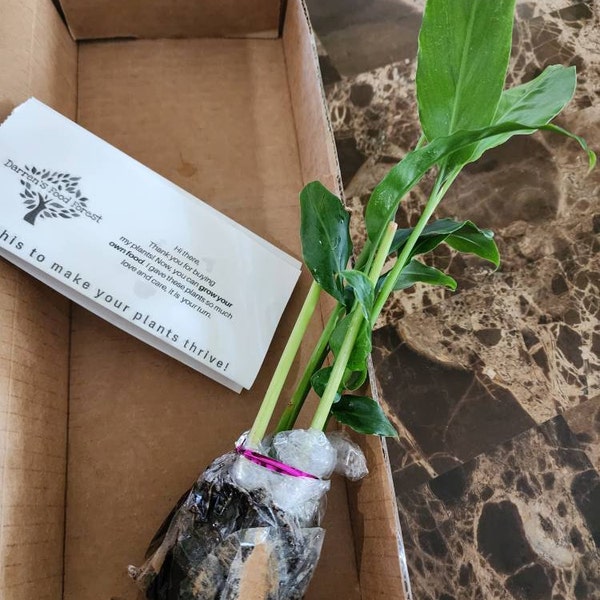 Thai Ginger Plant Alpinia Galanga Ginger Plants to Grow Live Starter ...