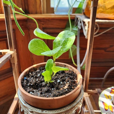 Live Colocasia redemption, Elephant Ears Super Rare Starter Plant - Etsy