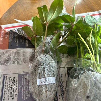 Rome in Red Lenten Rose Perennial. Stunning Colors. - Etsy