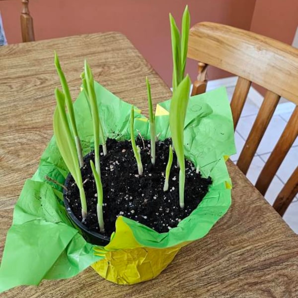 WHITE LILY of the VALLEY-10 Bare Roots, Plants/pips - Etsy