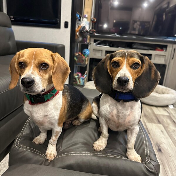 Bandana Dog Collar Pirate / Skull & Crossbones - Etsy