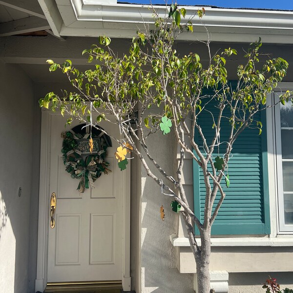 Wood Pedestal Risers, Small Plant Risers, Walnut Stained Risers , Black ...
