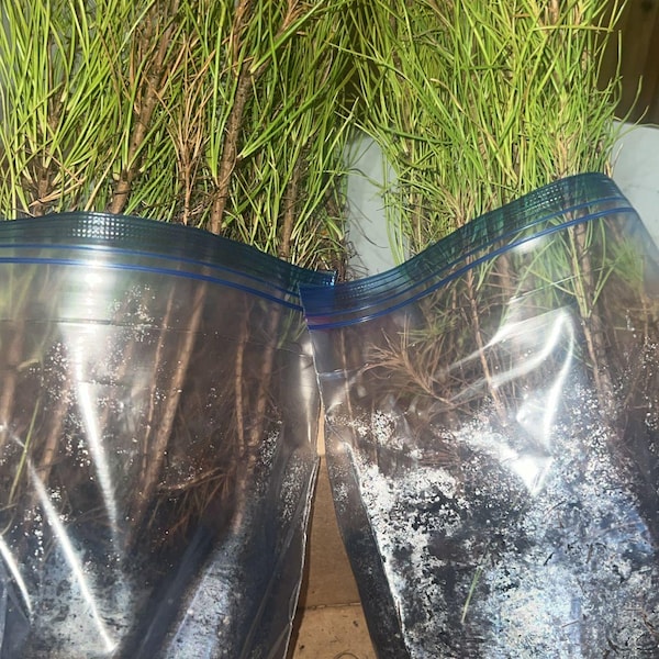 10 Longleaf Pine Seedlings - Etsy