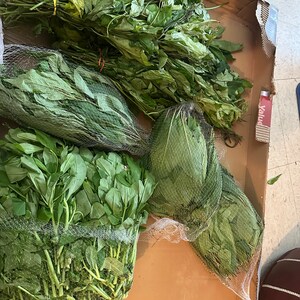 Green SEEDS african Spinach, Efo Tete, Callaloo, Amaranthus Hybridus ...