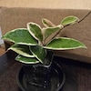 Scindapsus Pictus Platinum Java - 6" From Myplants - Etsy