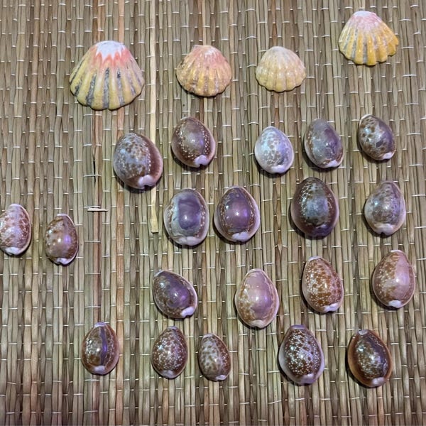 Large Hawaiian Cone Shells Handpicked Natural Authentic Hawaiian Shells ...