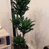 Dracaena Janet Craig Compacta Cane Plant in 2g Pot About 36 Tall - Etsy