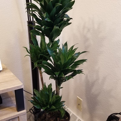 Dracaena Janet Craig Compacta Cane Plant in 2g Pot About 36 Tall - Etsy