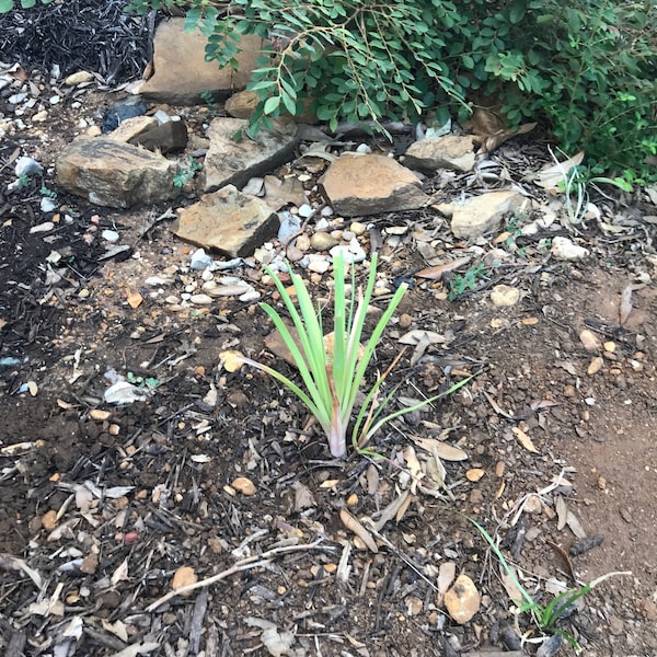2 Red Hot Poker Live Perennial. Stunning Colors. Attracts Butterflies ...