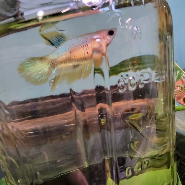 Inverted Betta Tank Holder, Panoramic View for Betta Fish, 360 View for ...