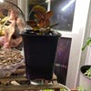 Fine Coconut Husk Orchid Mix, Fine Orchid Mix, Orchid Soil for Seedling ...