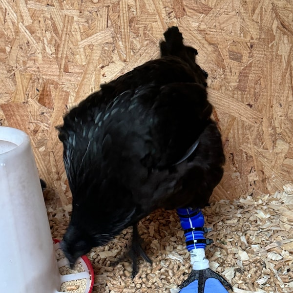 Full Leg and Foot Splint for Chicken or Duck - Etsy