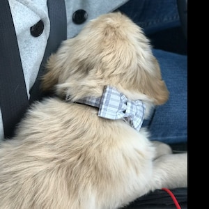 Dapper Dog Package includes collar leash and bowtiemade | Etsy