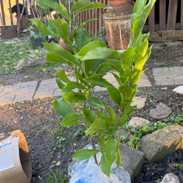 Fragrant Princess Dwarf Tea Olive ( 'kaori Hime' Osmanthus ) - Live ...