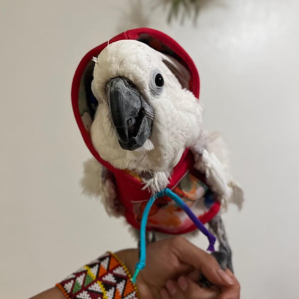 Jean Bird Diaper Parrot Flight Suit +2meters Leash Cockatiel Lovebird ...