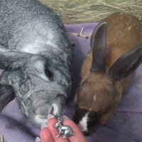 Pigeon on a 18 Inch Platinum Plated Chain Necklace Jewellery Gift Made ...