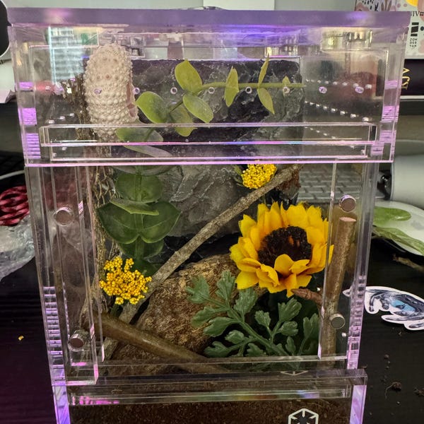 Jumping Spider Enclosure House Canopy Shaped Decorated Front Opening 4 ...