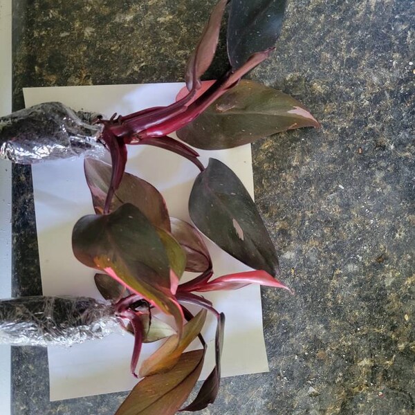 Alocasia Pink Princess Starter Plant (ALL STARTER PLANTS Require You to ...