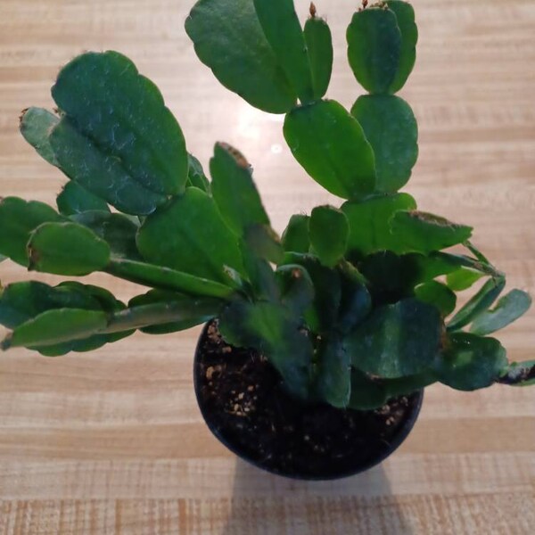 Spring Cactus - White Flowers - Schlumbergera Syn. Rhipsalidopsis ...