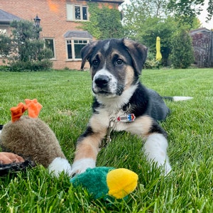 Custom Pet Tag for Dogs and Cats Personalized Weiner Hot Dog Tag Pet ID ...