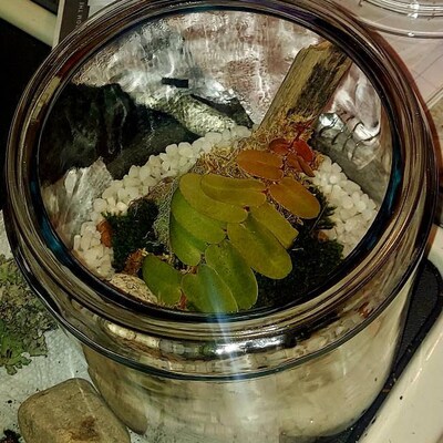 ABG Mix 1 Gallon - Etsy