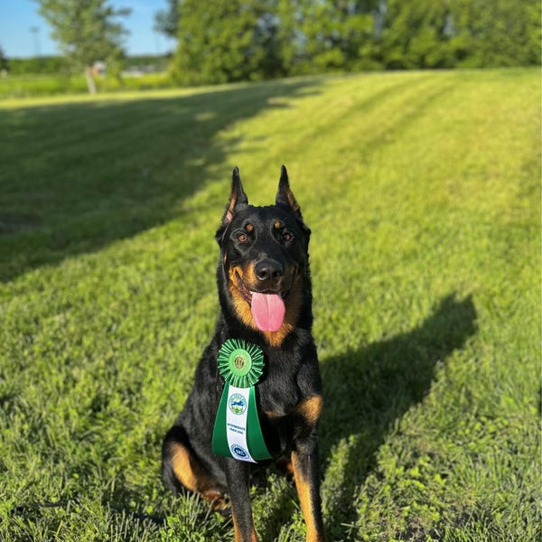 AKC Virtual Rally Title Ribbon Rosette - Novice, Intermediate, Advanced ...