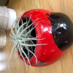 Tillandsia Tectorum Ecuador Fuzzy Snowball - Etsy