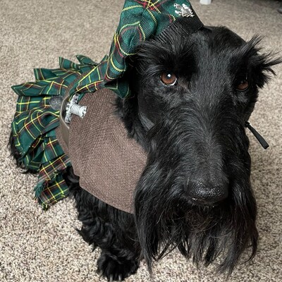 Balmoral Bonnet Dog Hat, Dog Hat, Caubeen Dog Hat, Dog Cap, Dog Bonnet ...