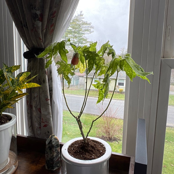 Spotted Flowering Maple, Also Called Painted Abutilon and Parlor Maple ...