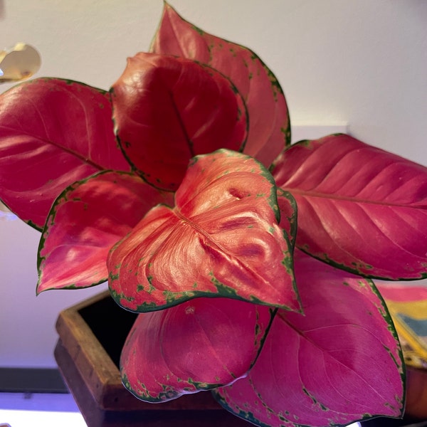 RARE Scindapsus Tricolor Mature 3-leaf *US Seller* - Etsy