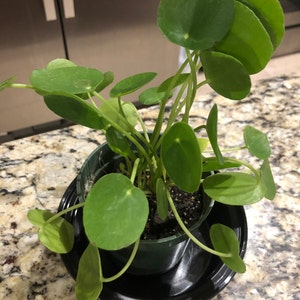 Mini Joshua Tree Succulent 4 Pot Thick and Full Sedum - Etsy