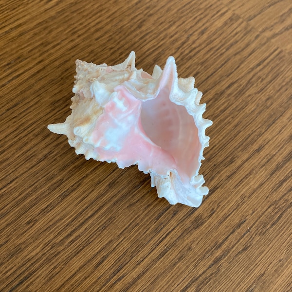 Pink Murex Shell-murex Shell-beach Wedding Decor-crafting Shells ...