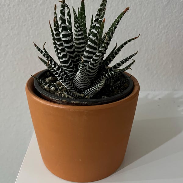 Sedum Dasyphyllum Major Blue Tears Sedum Live Succulent Plants 2" 4” 6 ...