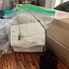 1 Gallon Pee Gee Hydrangea Bare Root Tree - Hydrangeas/live Plants ...