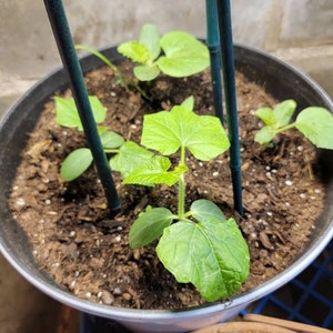 20 Organic SHIMODA NASU Eggplant Seeds 下田なす Cute Japanese - Etsy