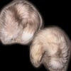 Glacier Wear Alaska Musher Mittens Beaver & Wolverine Mts1005 - Etsy