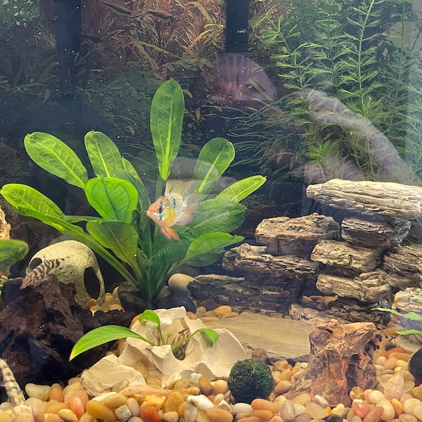 Large Java Moss Ball for Terrarium Planted Tank Live Aquarium ...