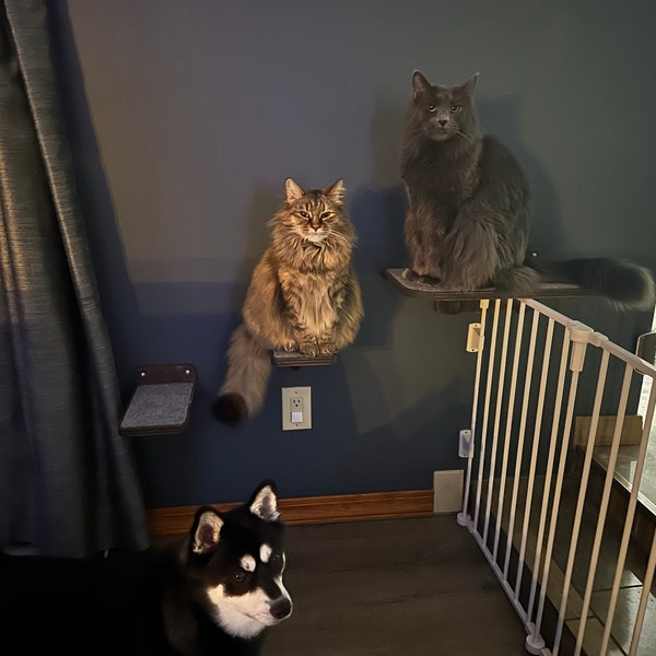 Cat Wall Bed, Cat Shelf, Cat Platform, Cat Furniture Cat Bed Steps - Etsy