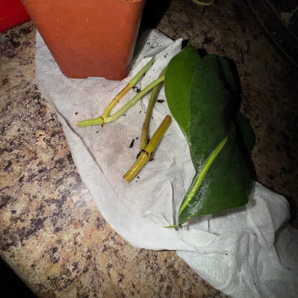 Monstera Deliciousa Live Indoor Plant, Easy Care Low Light Houseplant ...