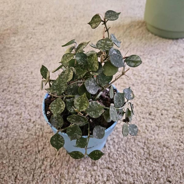 Hoya Curtisii Live Plant – Trailing Indoor Hoya With Silver Variegated ...