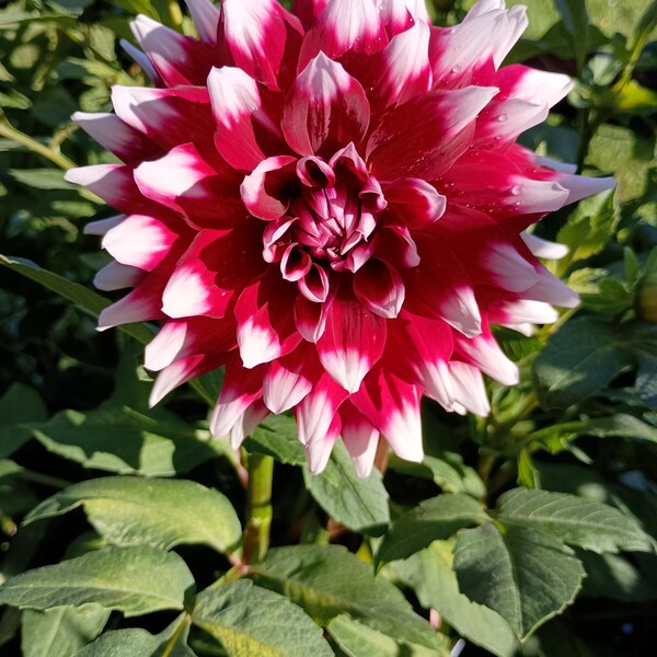 Sam Hopkins Dahlia Tuber - Etsy