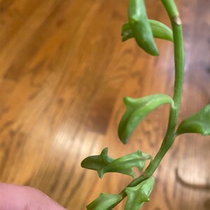 Baby Tears String of Tears Hanging Succulent 4 Cuttings Each | Etsy