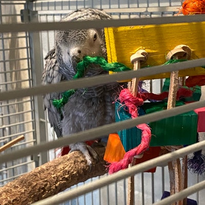 Parrot Toy Extra Large BIRDIE BOREDOM BUSTER Macaw African Grey ...