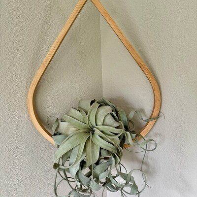 Kokedama Bonsai Ball Hook, Indoor Hanging Planter, Modern Plant Display ...