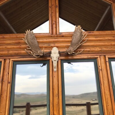 Faux European Alaskan Moose Mount - Etsy