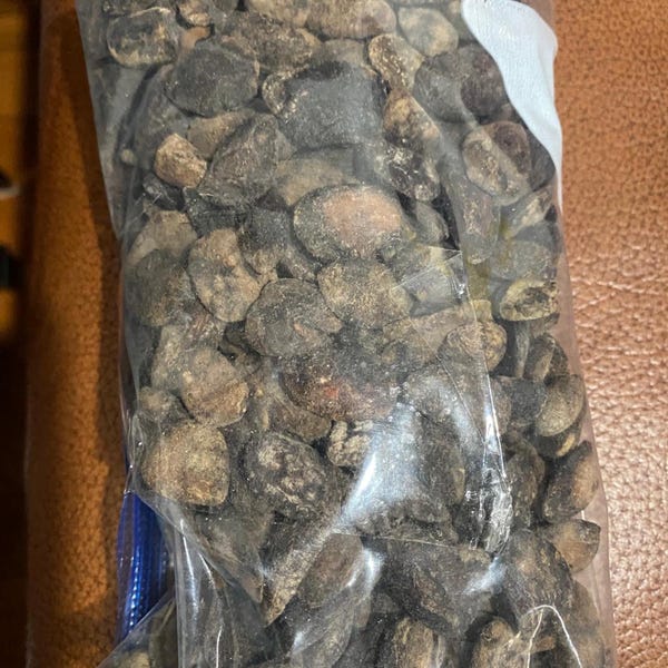 PEELED ABERE SEEDS (miracle Seeds) Hunteria Umbellata - Etsy