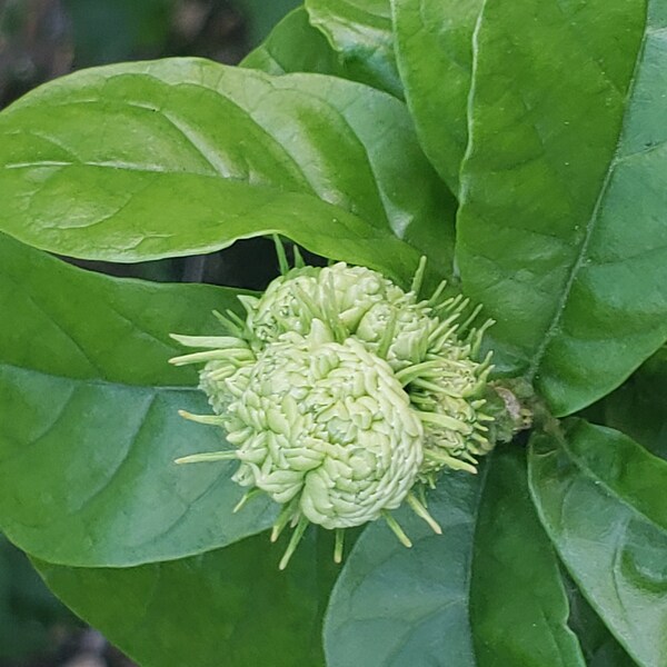 Live Chinese Keys Plant, Boesenbergia Rotunda, Fingerroot Live Plant ...